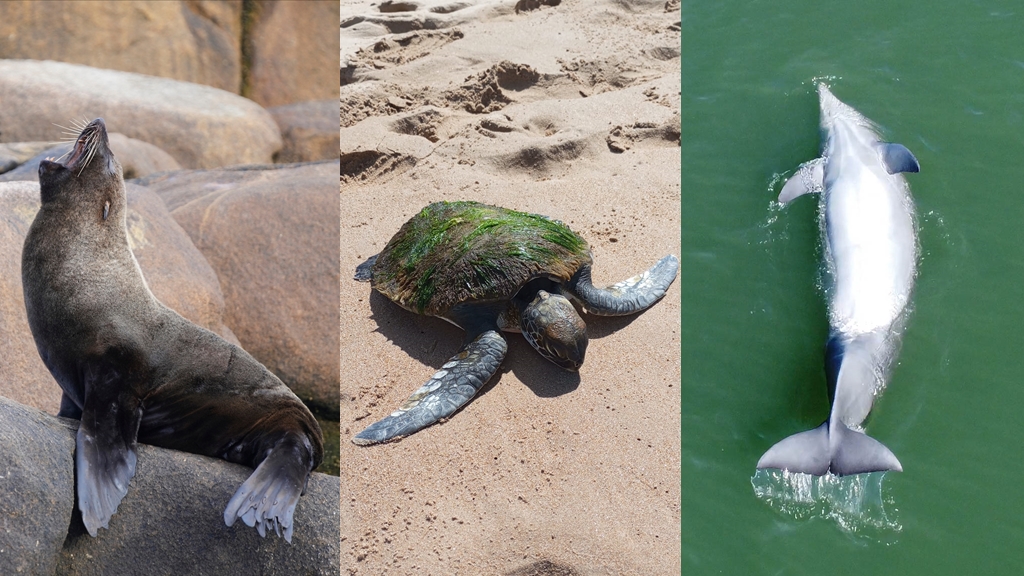 La Mesa Verde: Lobos, tortugas y delfines. ¿Qué desafíos tiene la ...